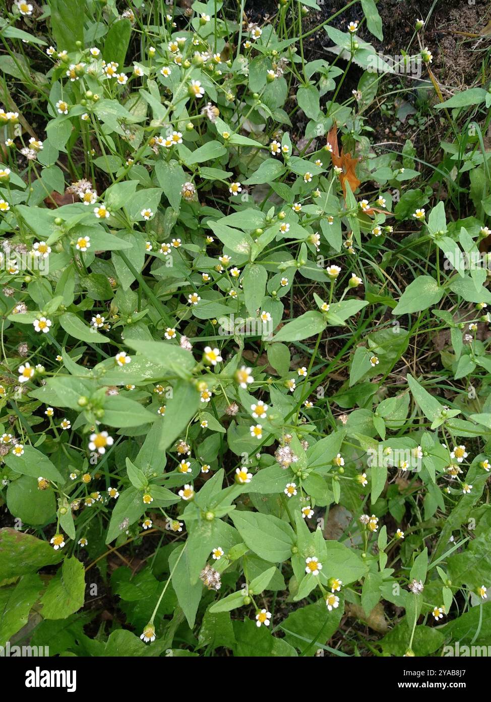 Gallant Soldier (Galinsoga parviflora) Plantae Stock Photo - Alamy