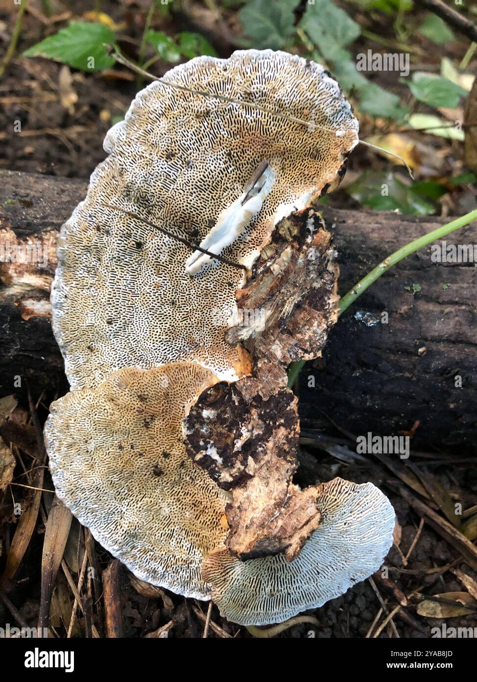 Thin-walled Maze Polypore (Daedaleopsis confragosa) Fungi Stock Photo ...