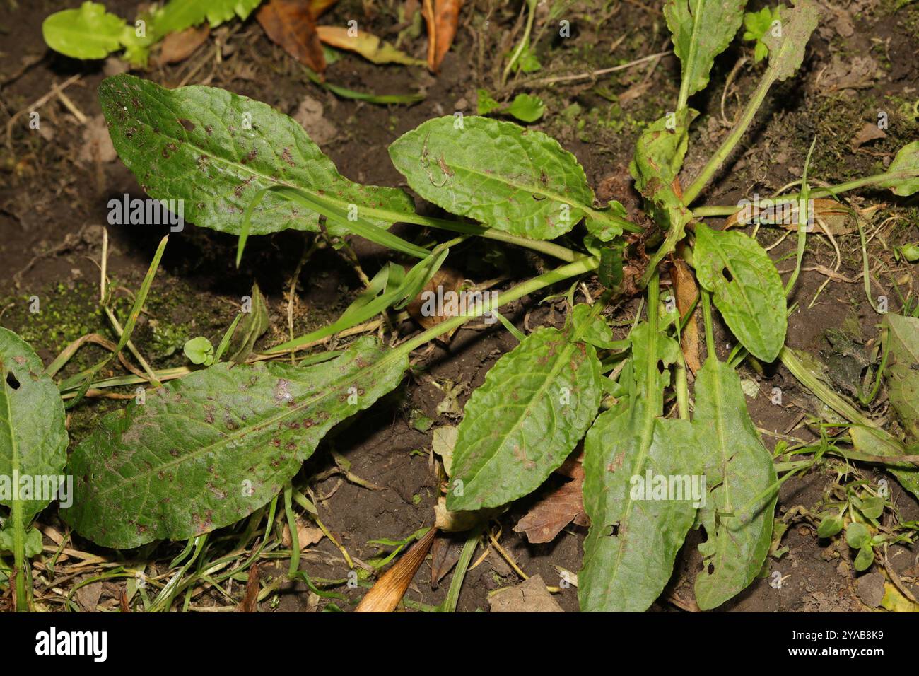 fiddle dock (Rumex pulcher) Plantae Stock Photo - Alamy