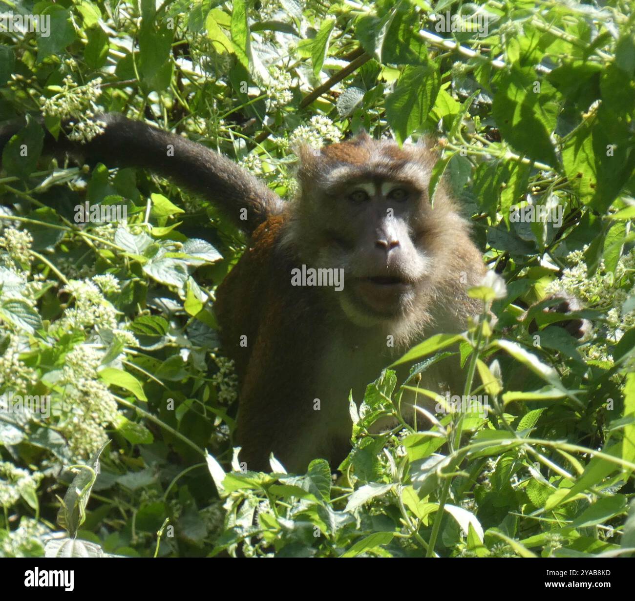 Philippine Long-tailed Macaque (Macaca fascicularis philippensis ...
