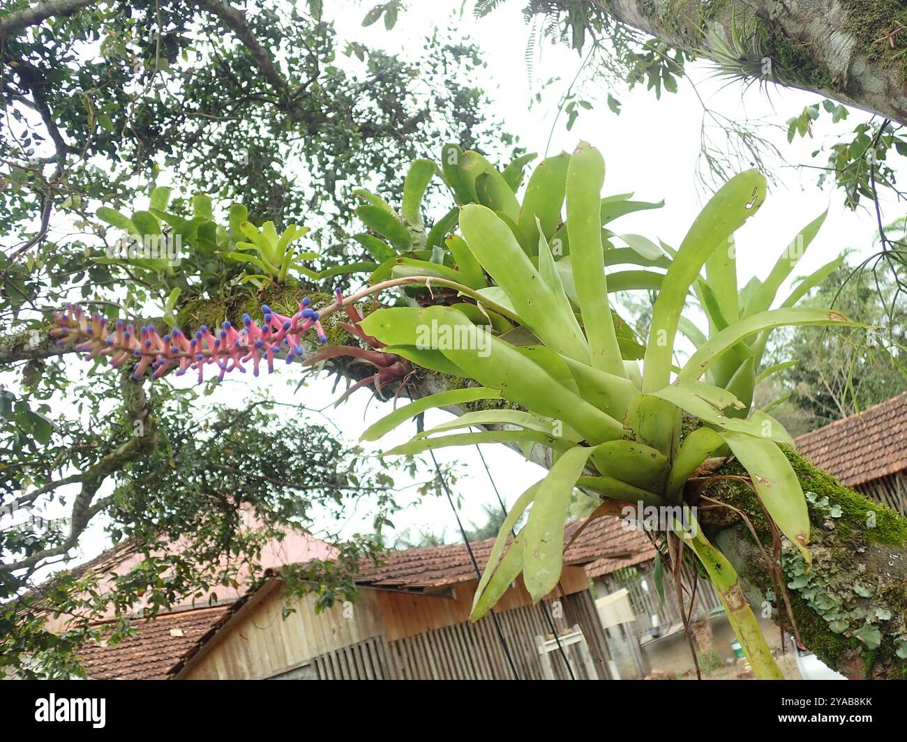 matchstick bromeliad (Aechmea gamosepala) Plantae Stock Photo - Alamy