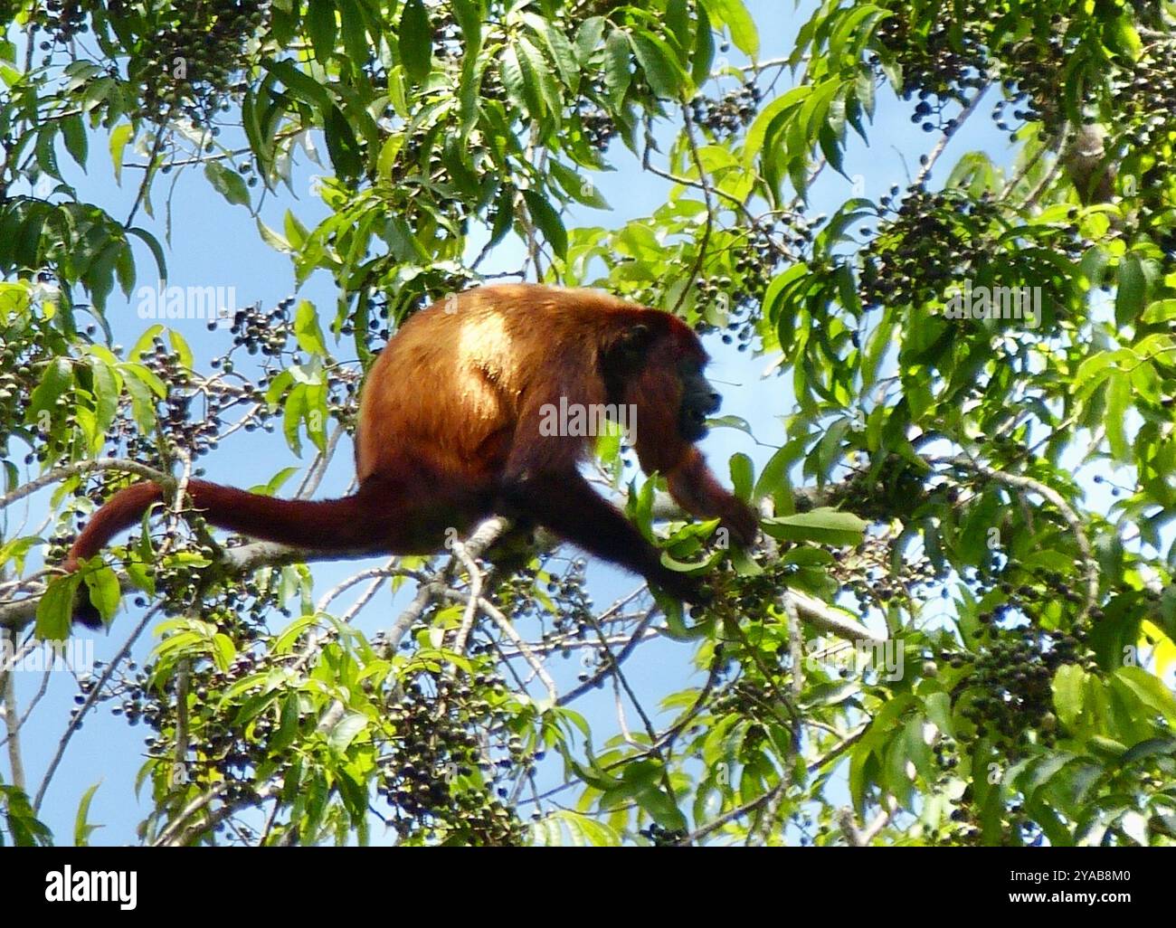 Guianan Red Howler Monkey (Alouatta macconnelli) Mammalia Stock Photo ...