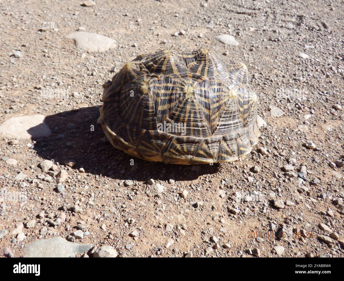 Southern tent tortoise (Psammobates tentorius tentorius) Reptilia Stock ...