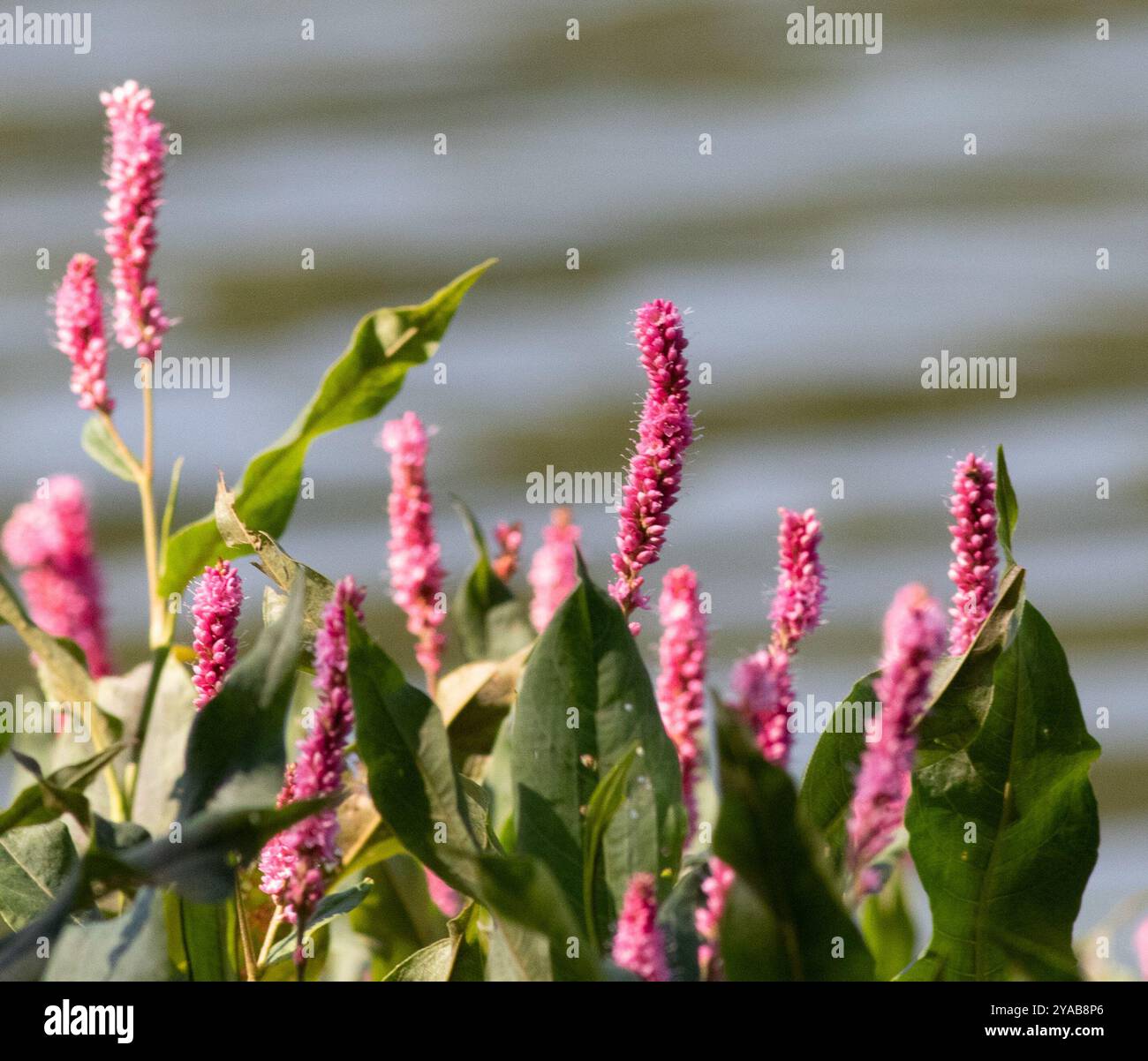 longroot smartweed (Persicaria amphibia emersa) Plantae Stock Photo - Alamy