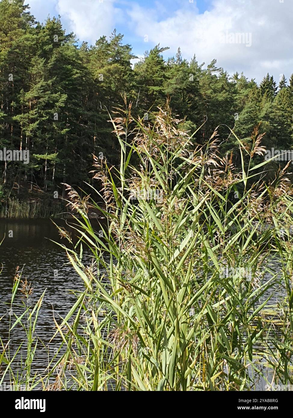 common reed (Phragmites australis) Plantae Stock Photo - Alamy