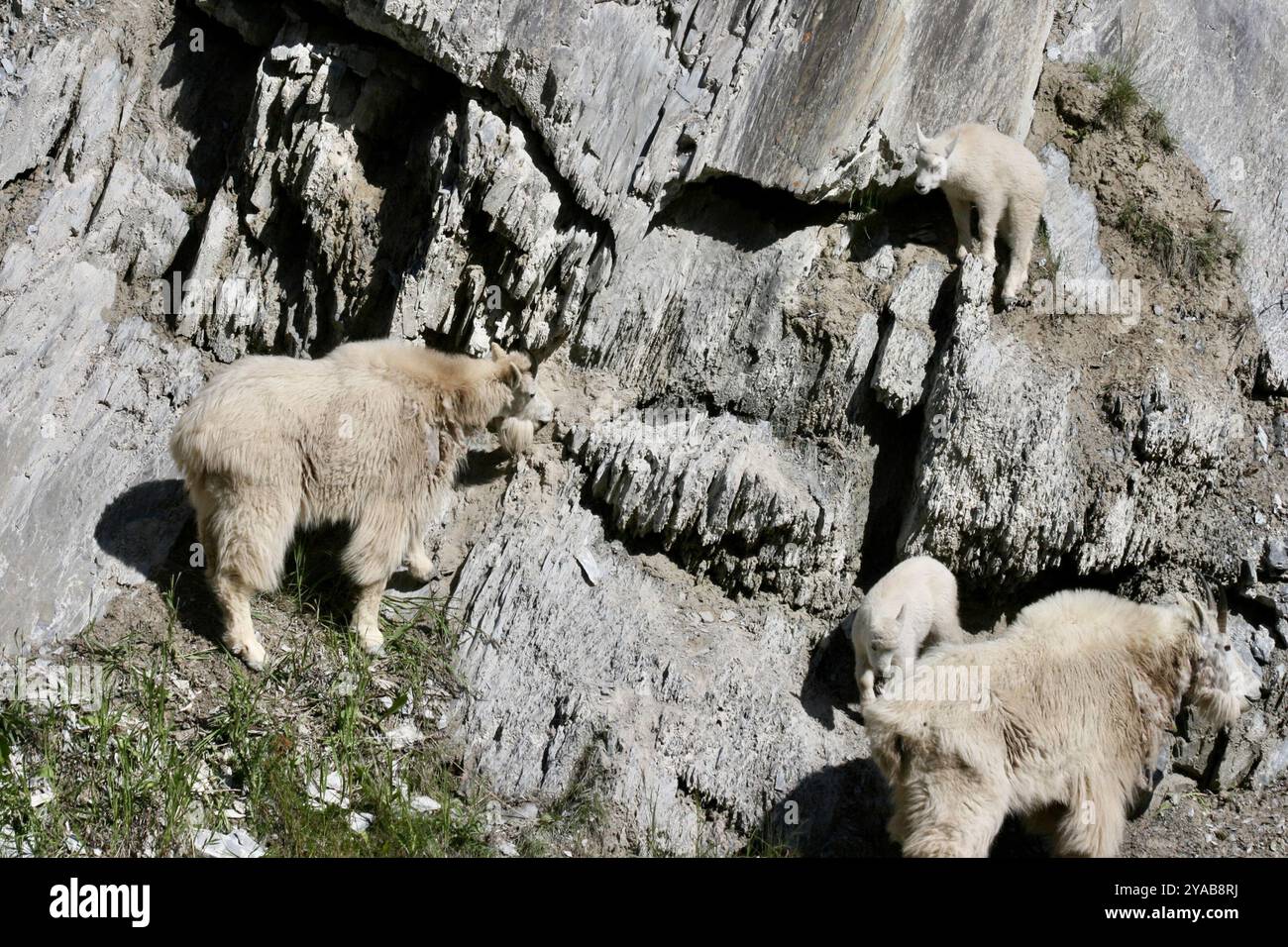 Mountain Goat (Oreamnos americanus) Mammalia Stock Photo - Alamy