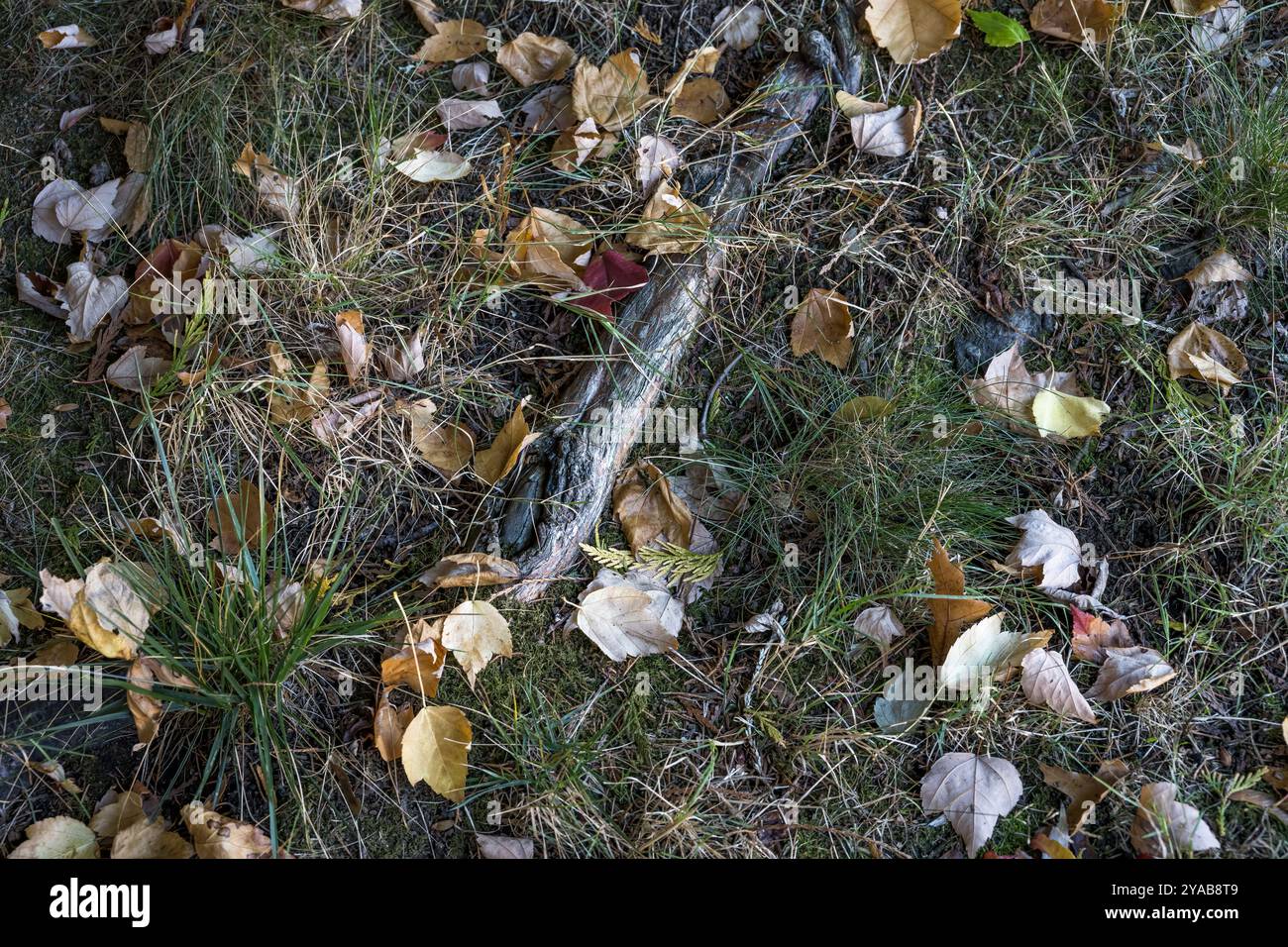 Tree root sticking up through grass lawn with dry fall leaves, from ...