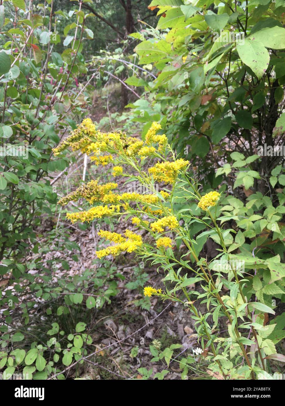 early goldenrod (Solidago juncea) Plantae Stock Photo - Alamy
