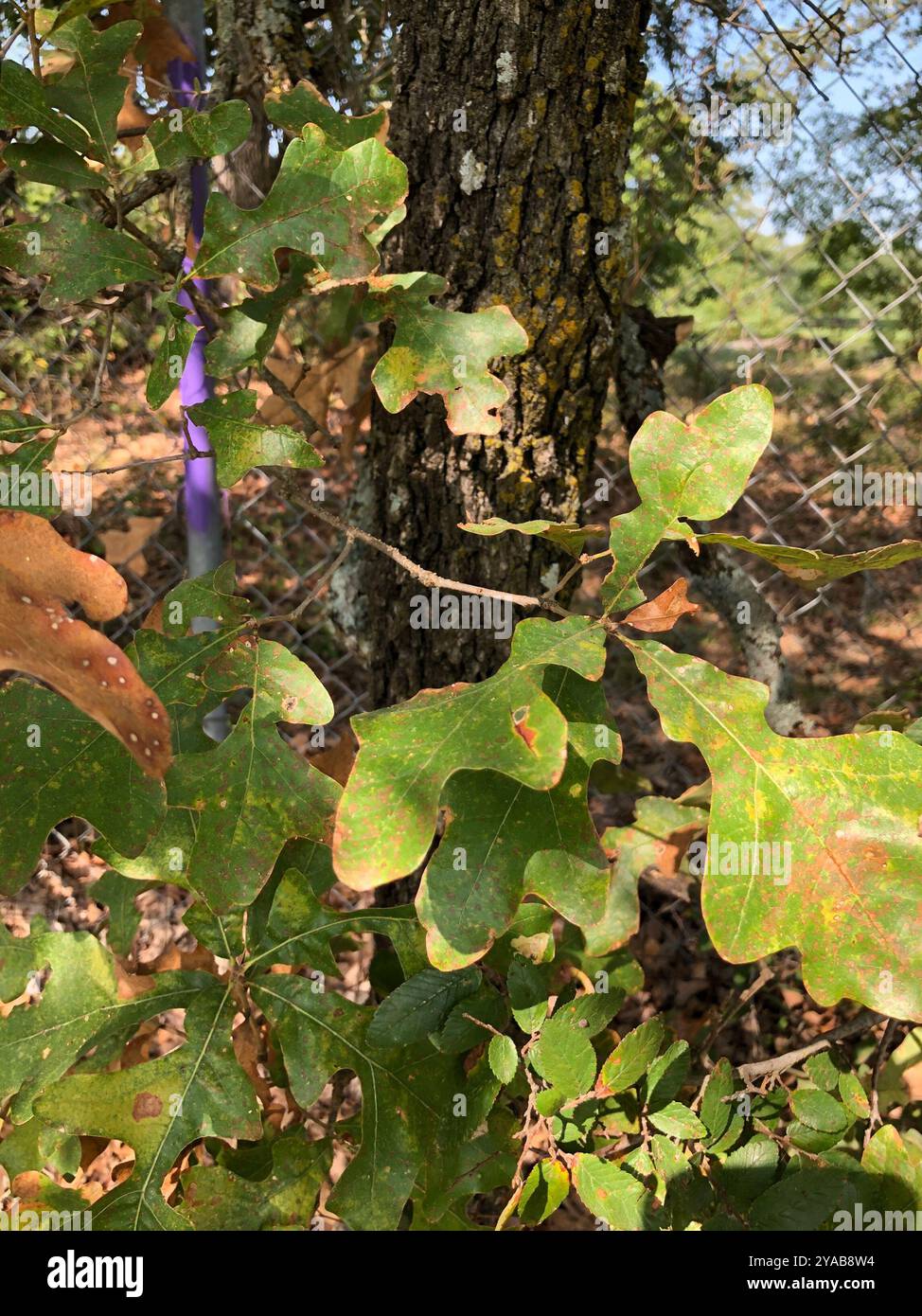 post oak (Quercus stellata) Plantae Stock Photo - Alamy