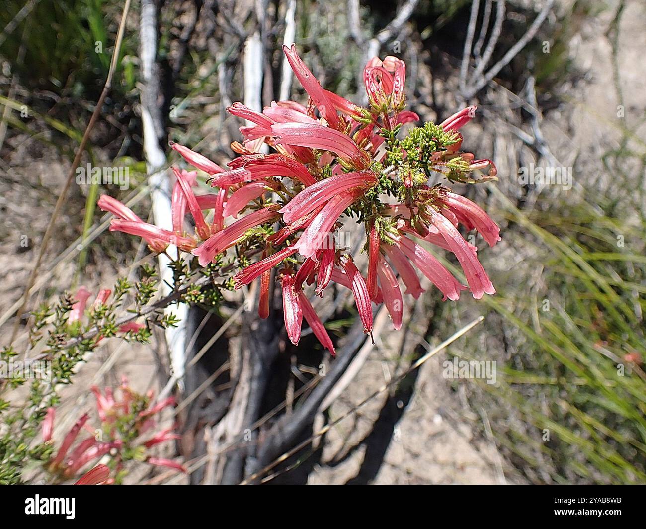 Common Glandular Heath (Erica glandulosa glandulosa) Plantae Stock ...