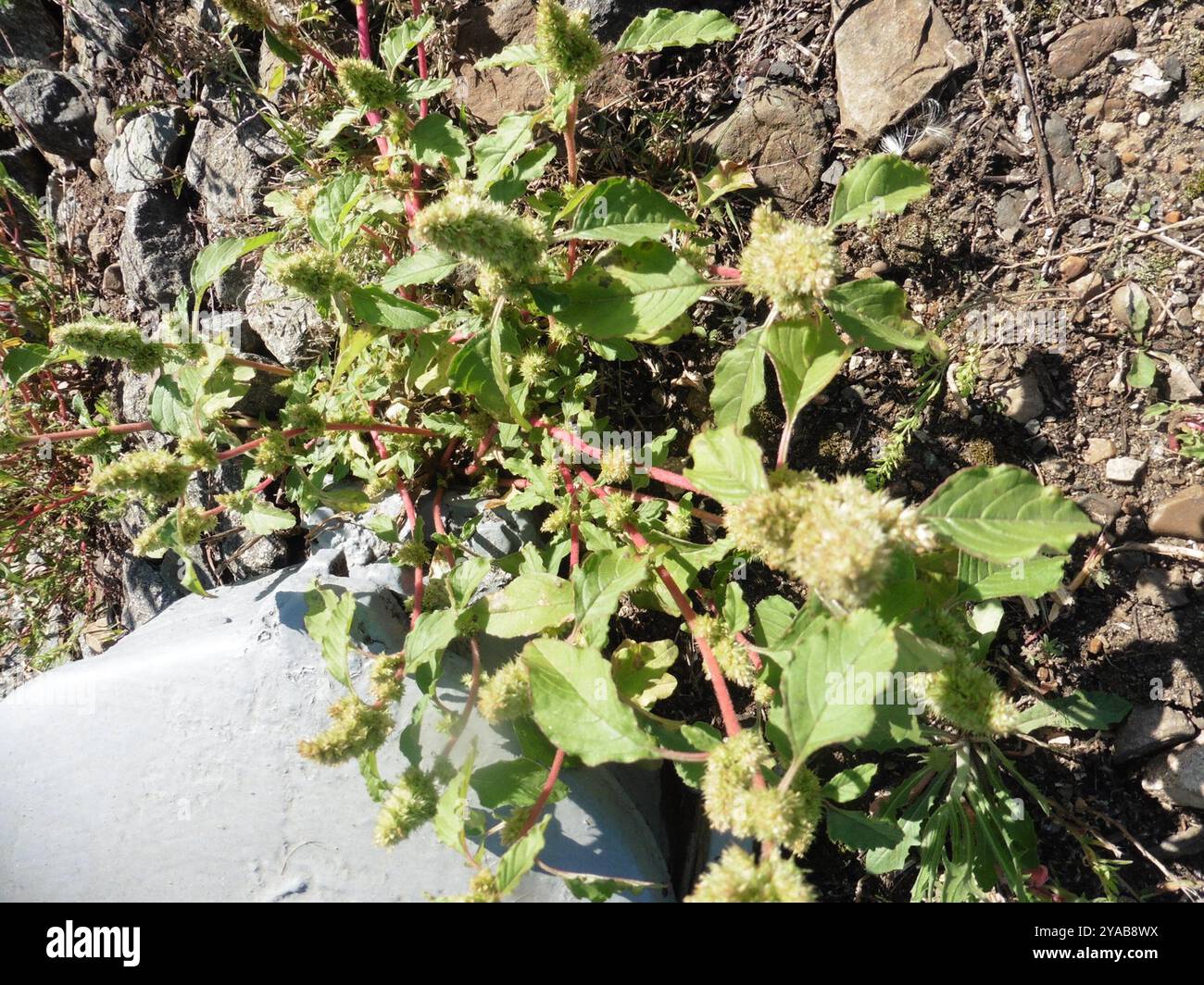 Redroot Amaranth (Amaranthus retroflexus) Plantae Stock Photo - Alamy