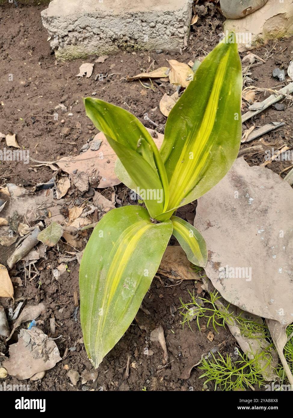 plants (Plantae) Plantae Stock Photo - Alamy