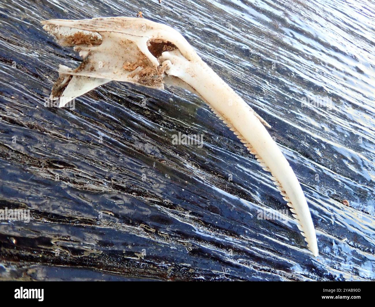 Catfishes siluriformes hi-res stock photography and images - Alamy