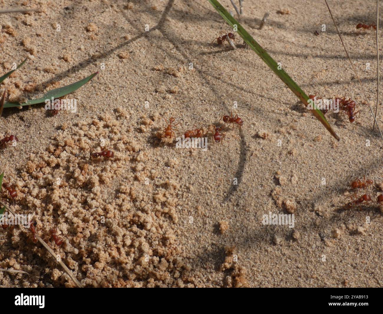 Red Harvester Ant (Pogonomyrmex barbatus) Insecta Stock Photo - Alamy