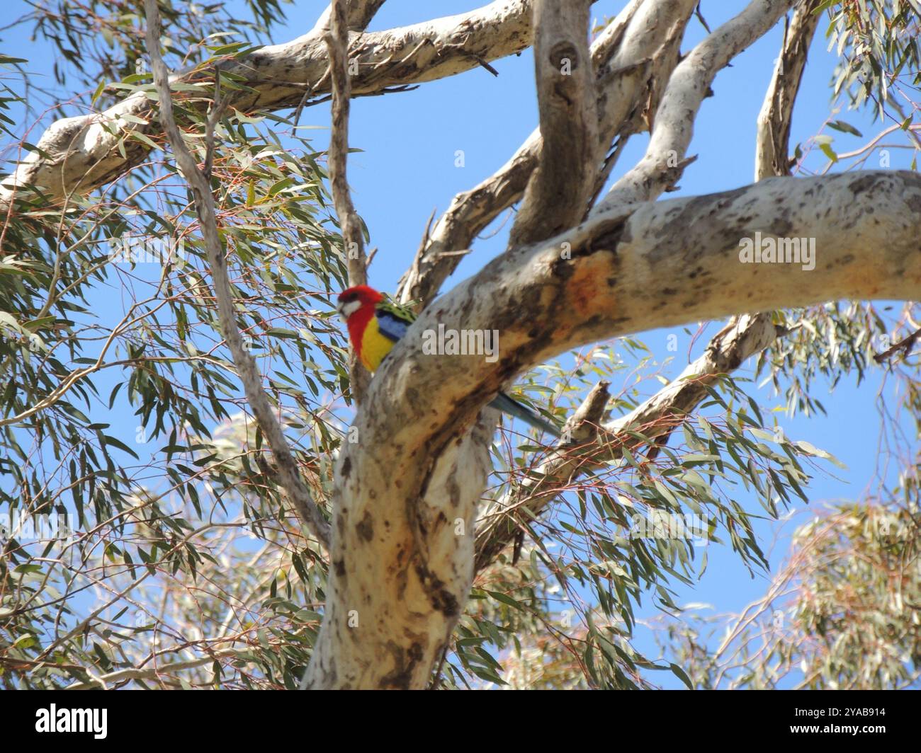 Eastern Rosella (Platycercus eximius) Aves Stock Photo - Alamy