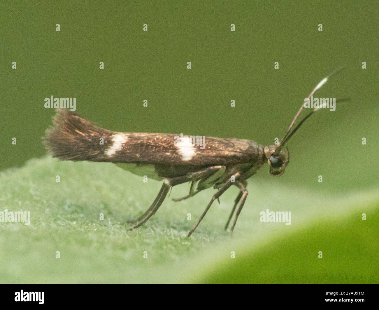 Curved-horn Moths (Gelechioidea) Insecta Stock Photo - Alamy