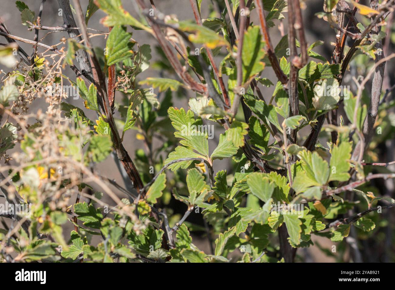 Ocean spray (Holodiscus discolor) Plantae Stock Photo - Alamy