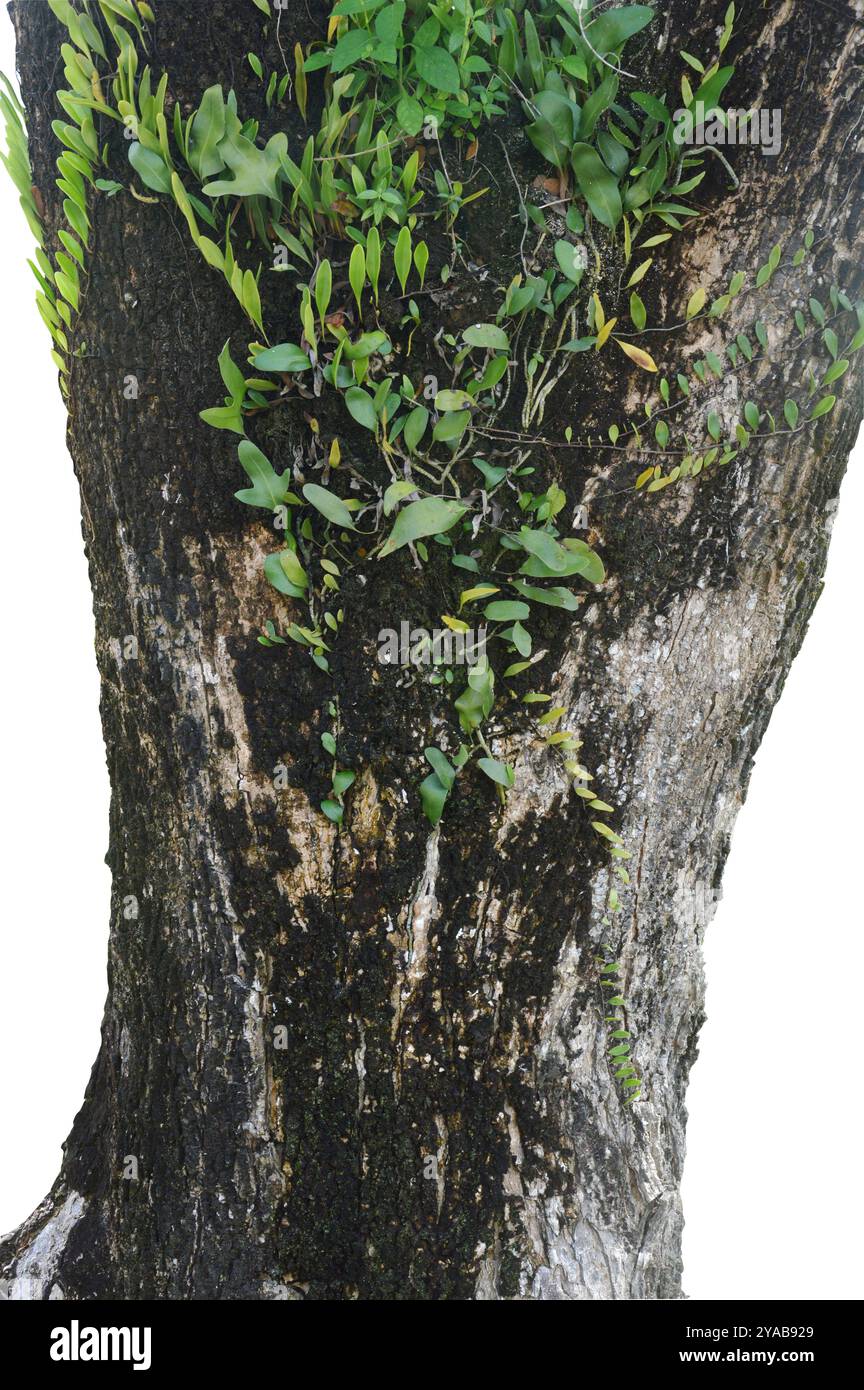 tree trunk isolated on white background Stock Photo - Alamy
