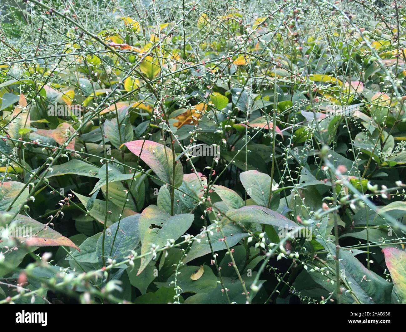American jumpseed (Persicaria virginiana) Plantae Stock Photo - Alamy
