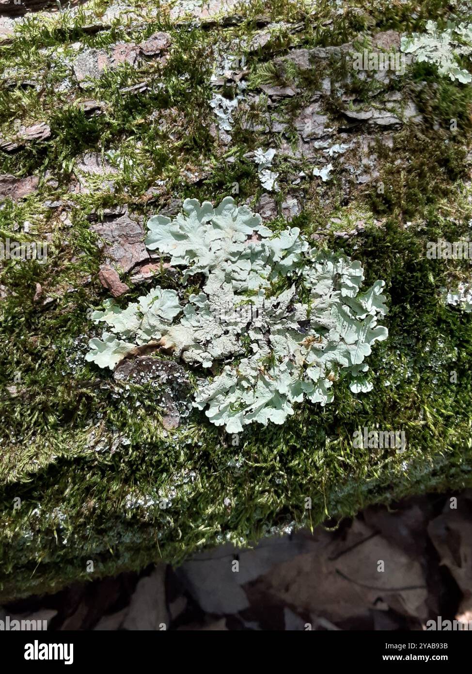 common greenshield lichen (Flavoparmelia caperata) Fungi Stock Photo ...