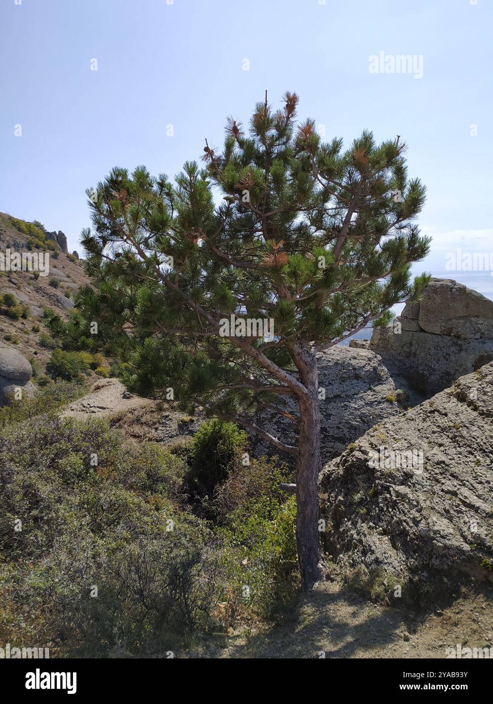 Crimean Pine (Pinus nigra pallasiana) Plantae Stock Photo - Alamy