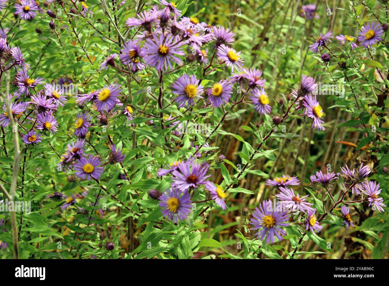 New England aster (Symphyotrichum novae-angliae) Plantae Stock Photo ...