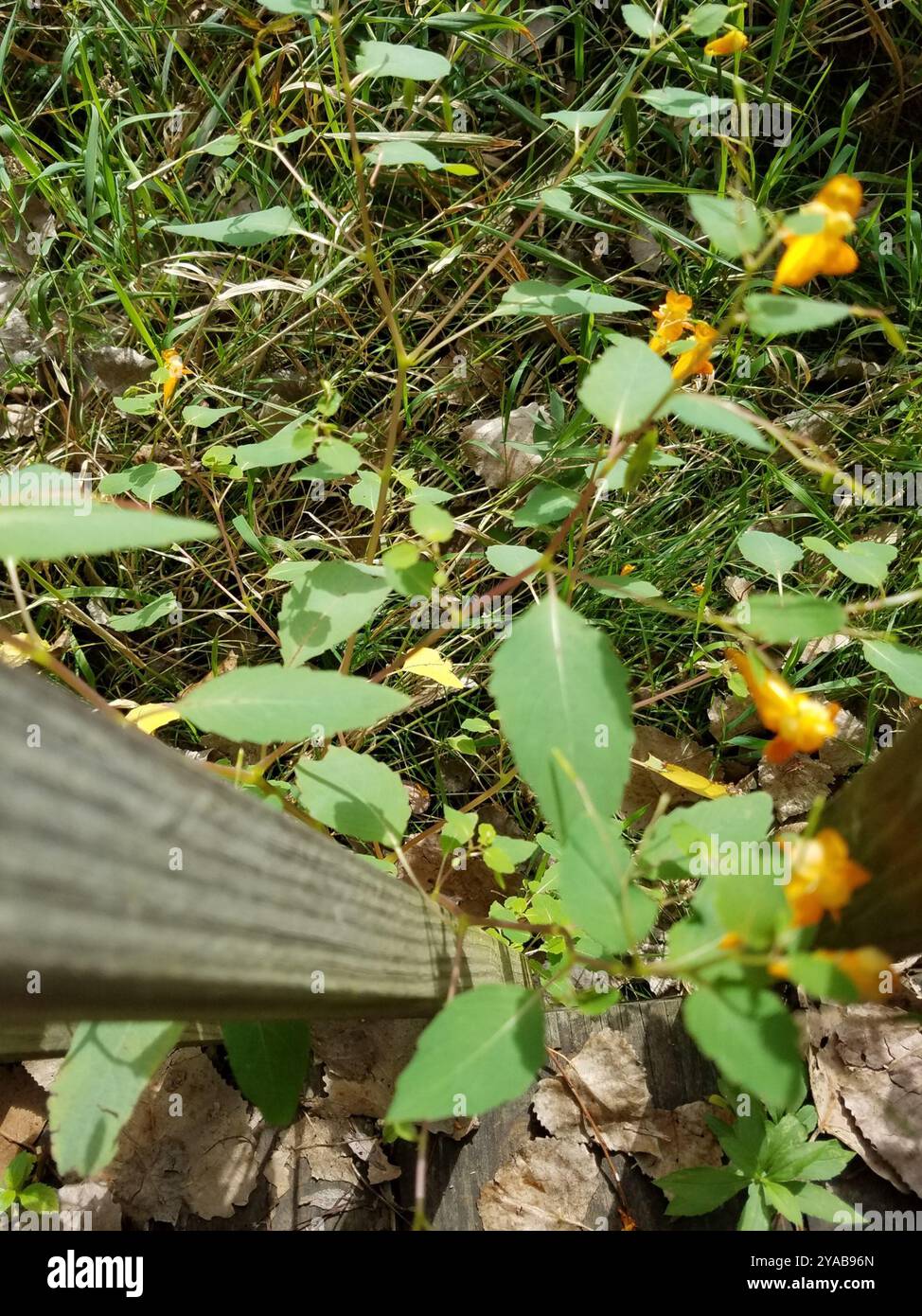 common jewelweed (Impatiens capensis) Plantae Stock Photo - Alamy