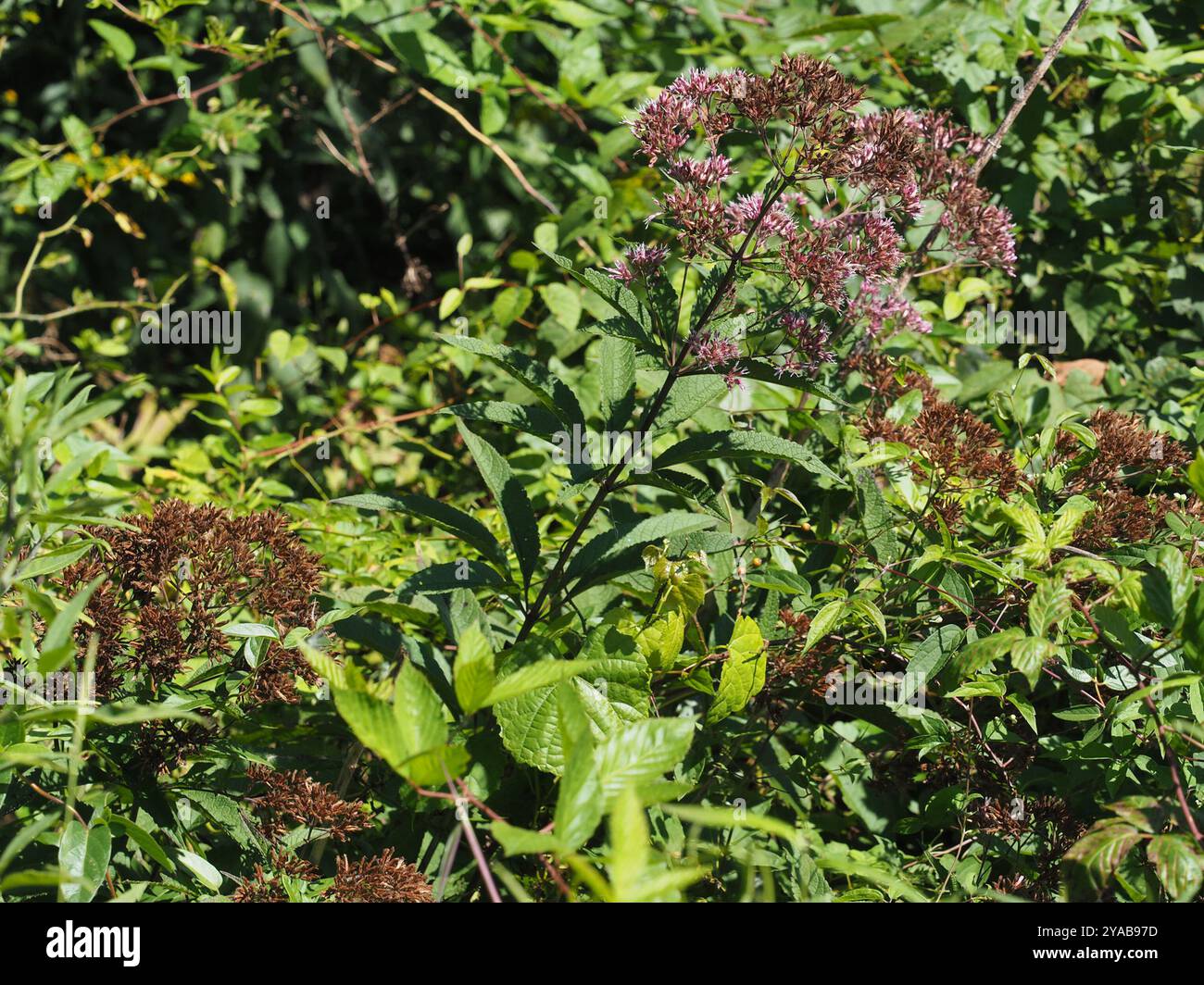Joe-Pye weeds (Eutrochium) Plantae Stock Photo - Alamy