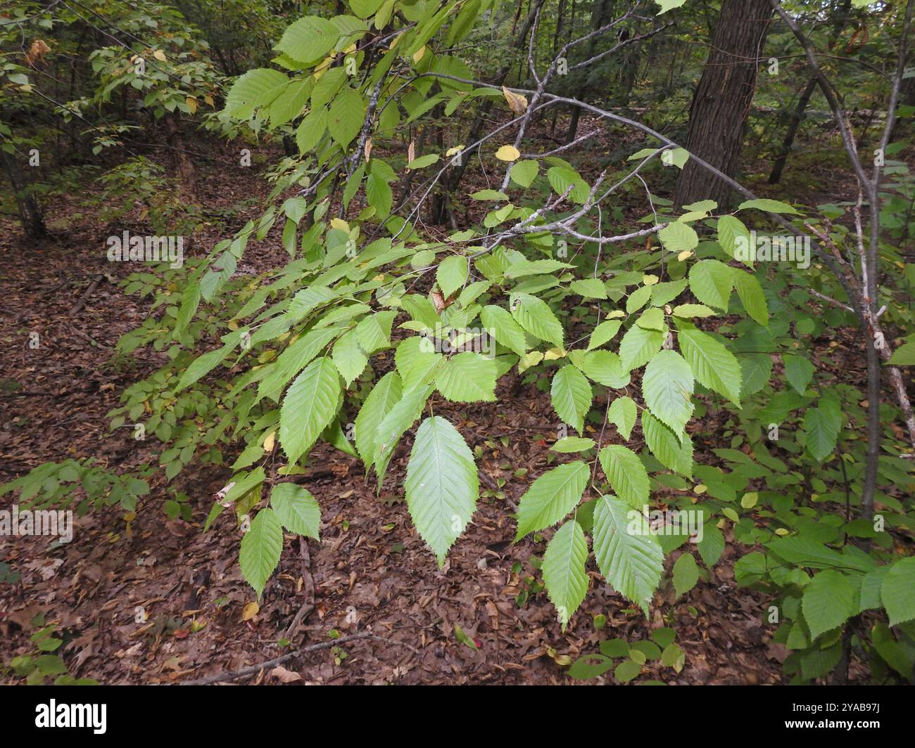 birch family (Betulaceae) Plantae Stock Photo - Alamy