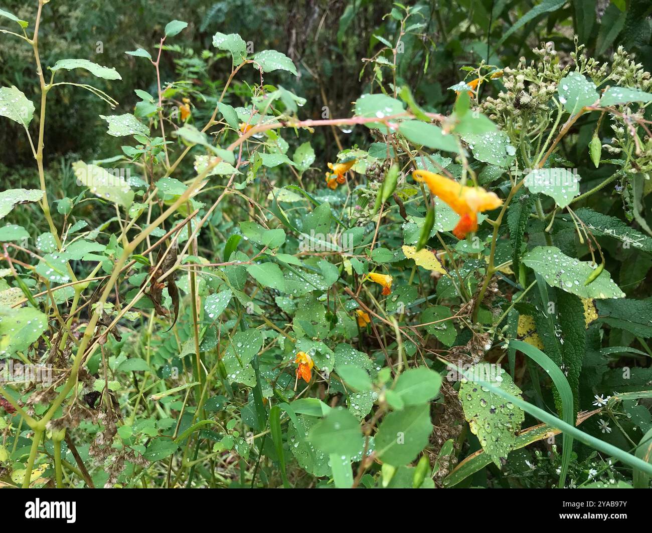 common jewelweed (Impatiens capensis) Plantae Stock Photo - Alamy