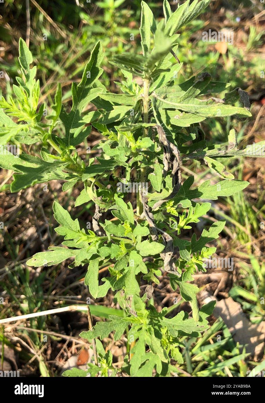 western ragweed (Ambrosia psilostachya) Plantae Stock Photo - Alamy