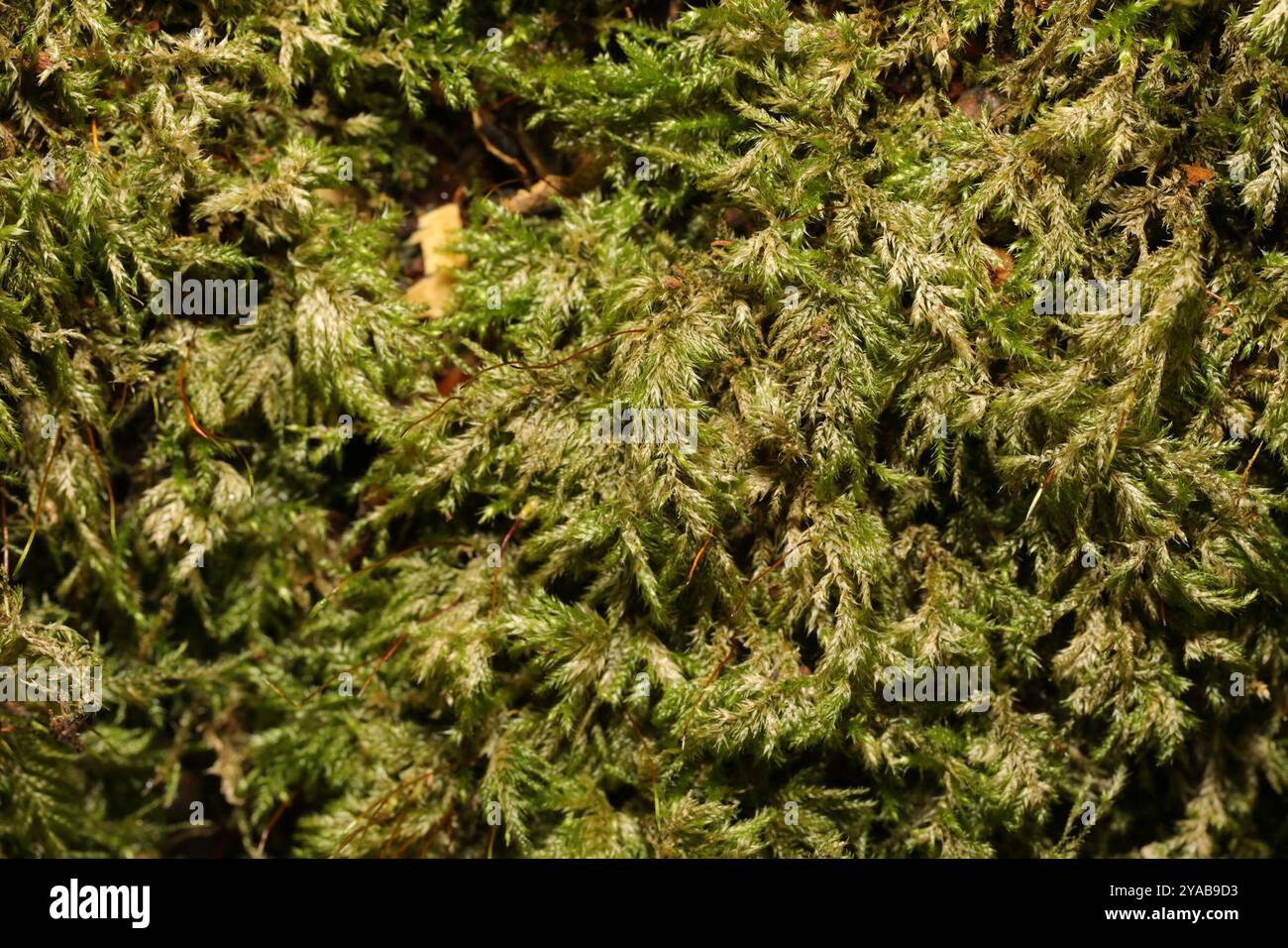 Mouse-tail Moss (Pseudisothecium myosuroides) Plantae Stock Photo - Alamy