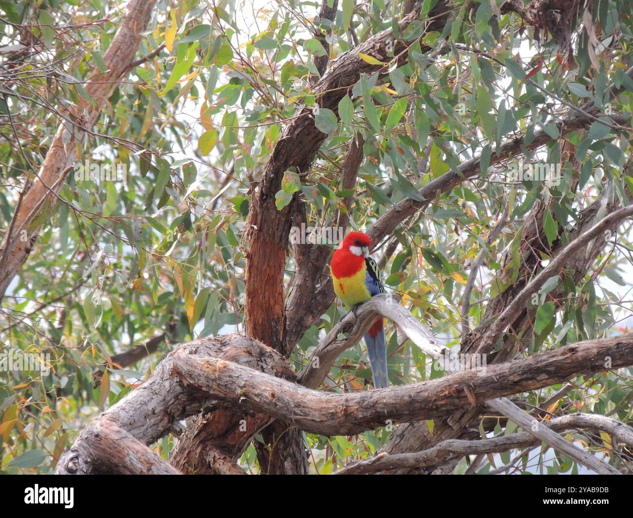 Eastern Rosella (Platycercus eximius) Aves Stock Photo - Alamy