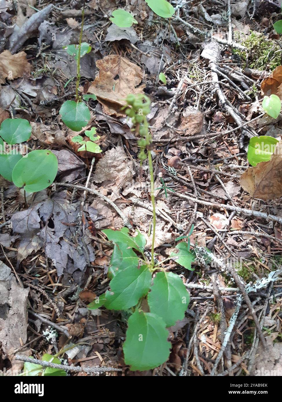 one-sided wintergreen (Orthilia secunda) Plantae Stock Photo - Alamy