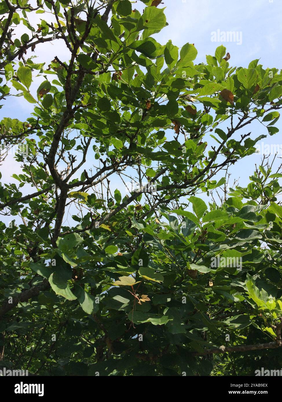 (Fraxinus chinensis rhynchophylla) Plantae Stock Photo - Alamy