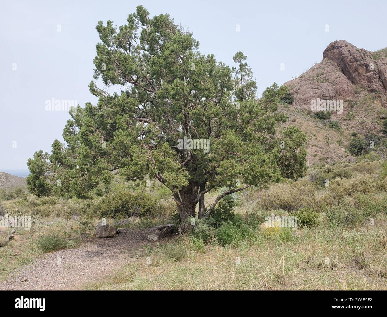 alligator juniper (Juniperus deppeana) Plantae Stock Photo - Alamy