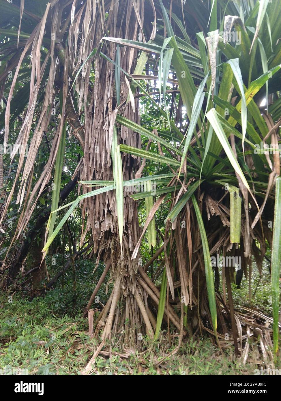 thatch screwpine (Pandanus tectorius) Plantae Stock Photo - Alamy