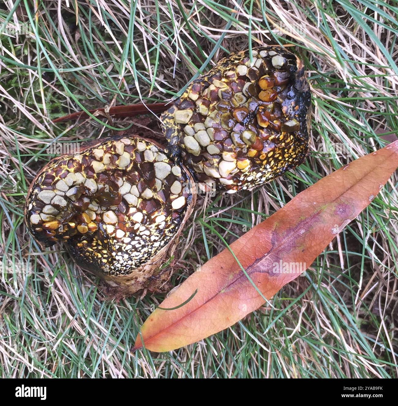 Dyeball (Pisolithus arhizus) Fungi Stock Photo - Alamy