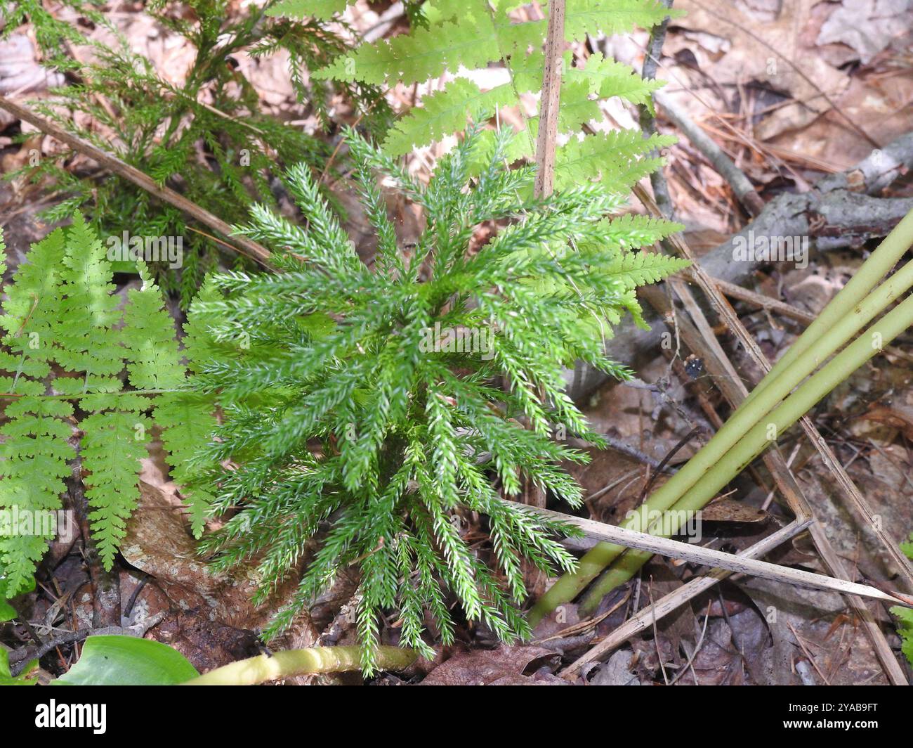 flat-branched tree-clubmoss (Dendrolycopodium obscurum) Plantae Stock ...