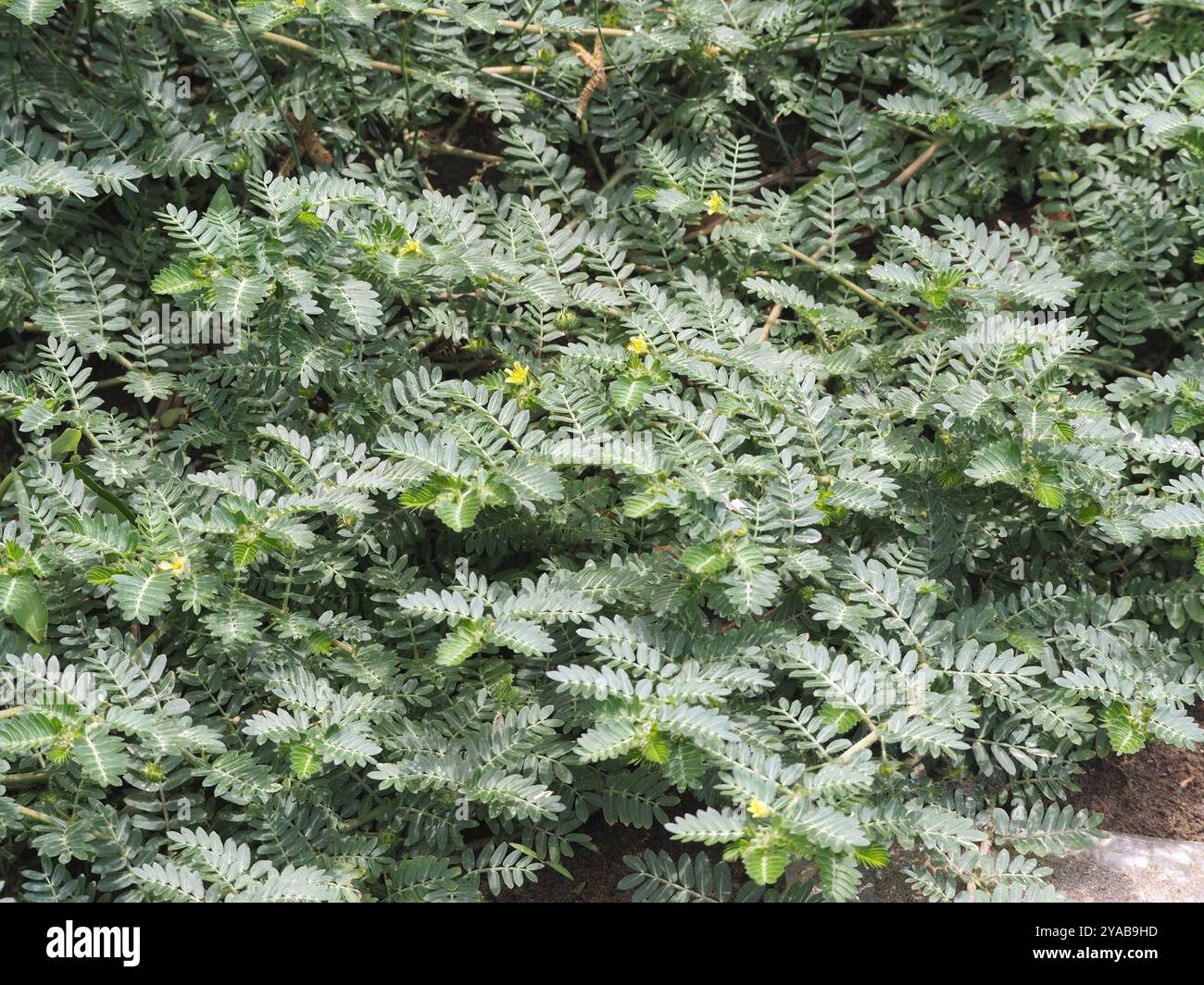 puncture vine (Tribulus terrestris) Plantae Stock Photo - Alamy