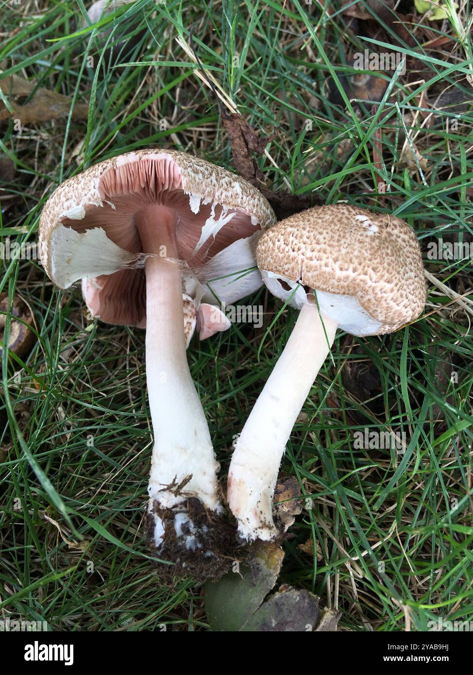 Blushing Wood Mushroom (Agaricus sylvaticus) Fungi Stock Photo - Alamy