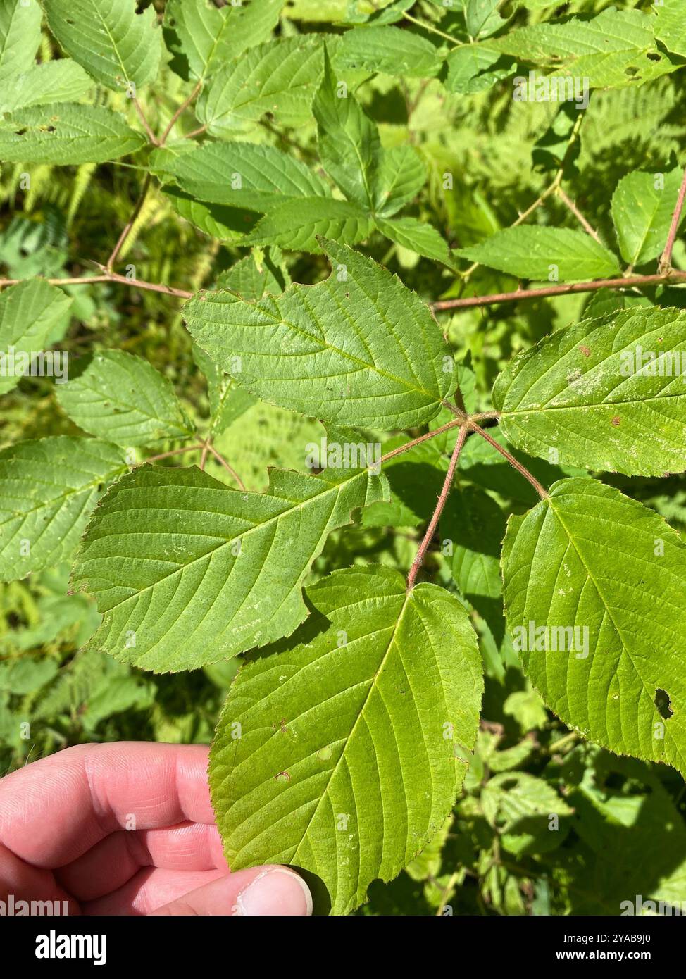 brambles (Rubus) Plantae Stock Photo - Alamy