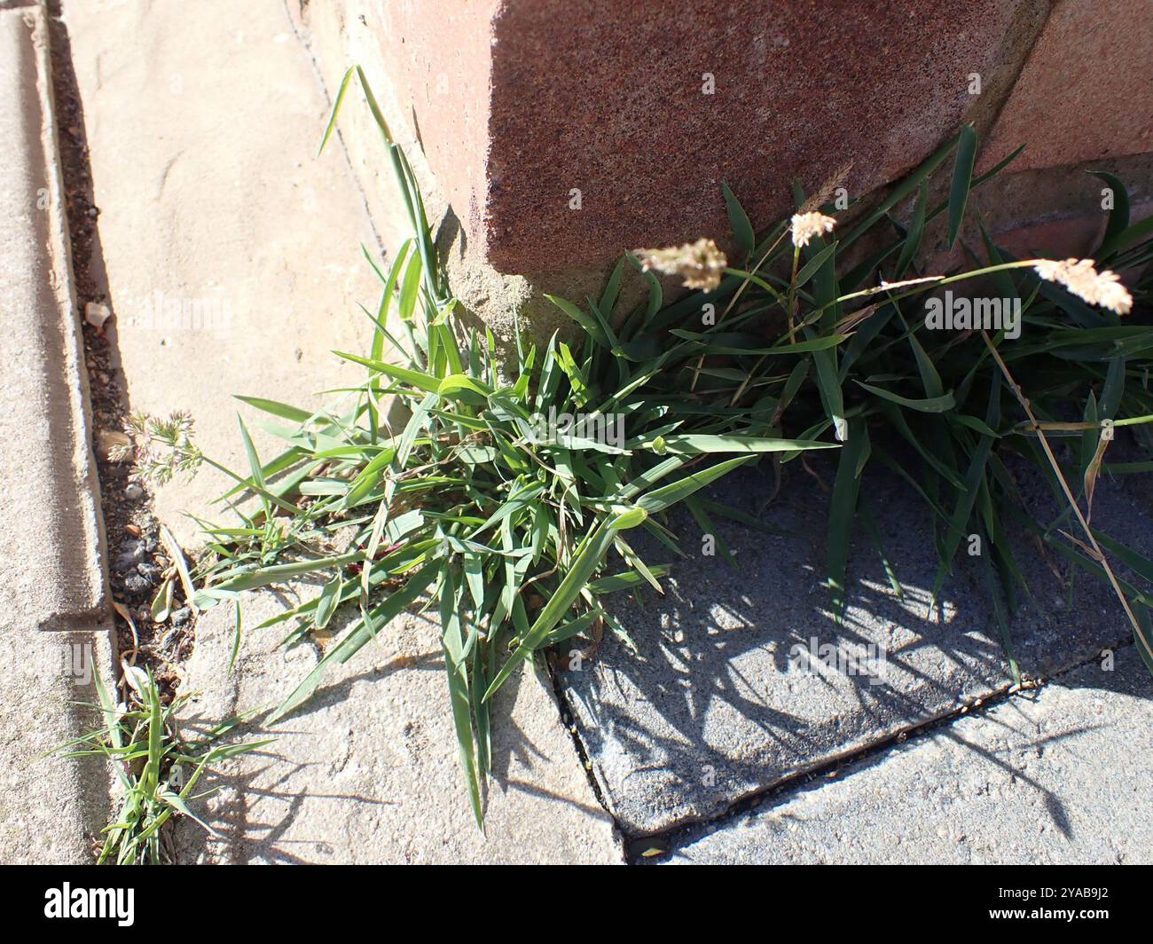 water beard grass (Polypogon viridis) Plantae Stock Photo - Alamy