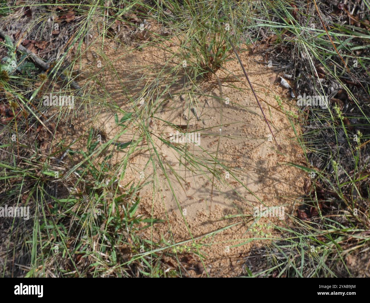 Red Harvester Ant (Pogonomyrmex barbatus) Insecta Stock Photo - Alamy
