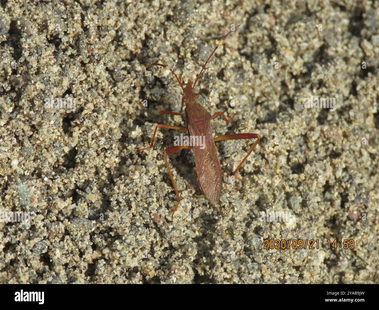 Lupine Bug (Megalotomus quinquespinosus) Insecta Stock Photo - Alamy