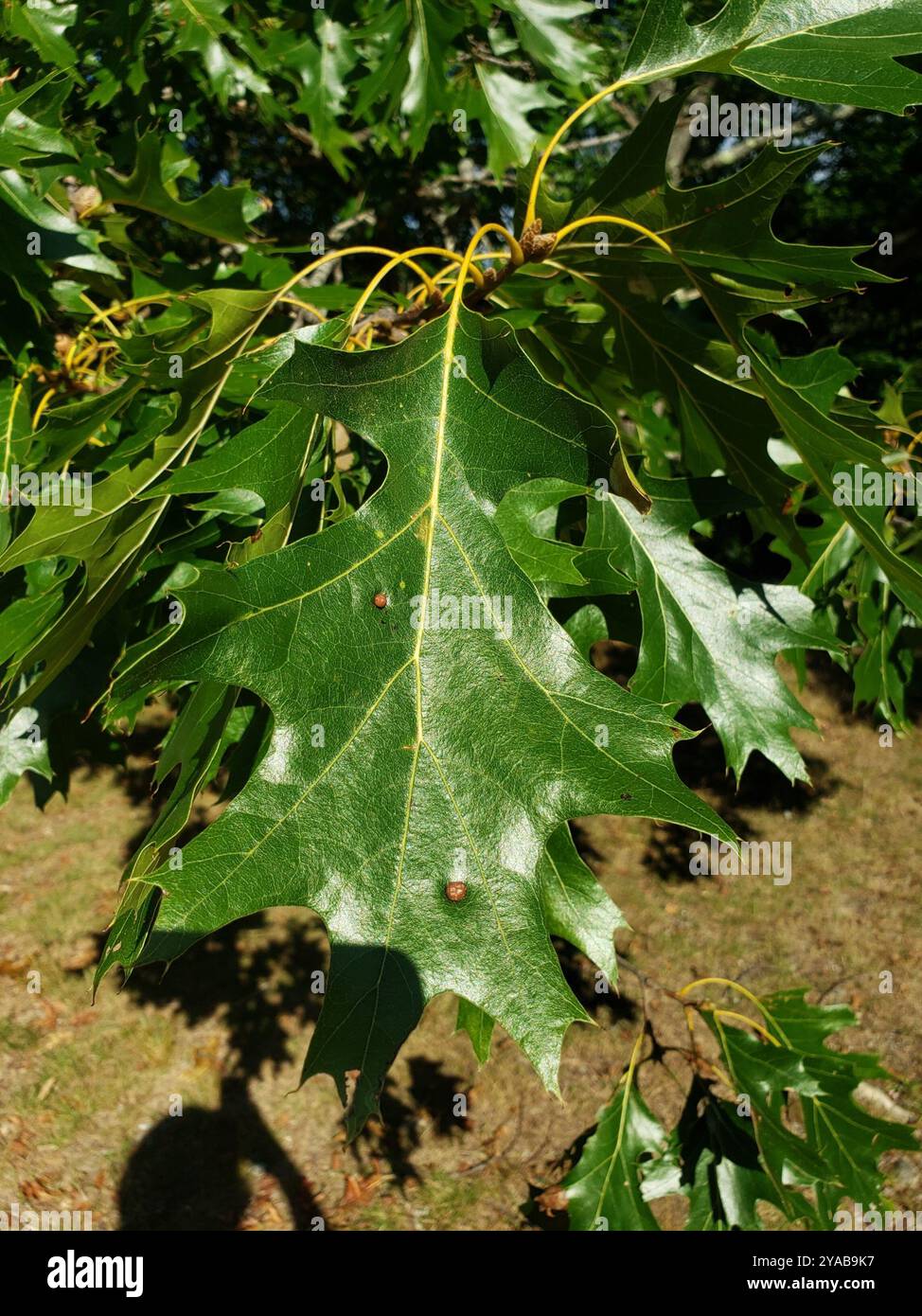 black oak (Quercus velutina) Plantae Stock Photo - Alamy