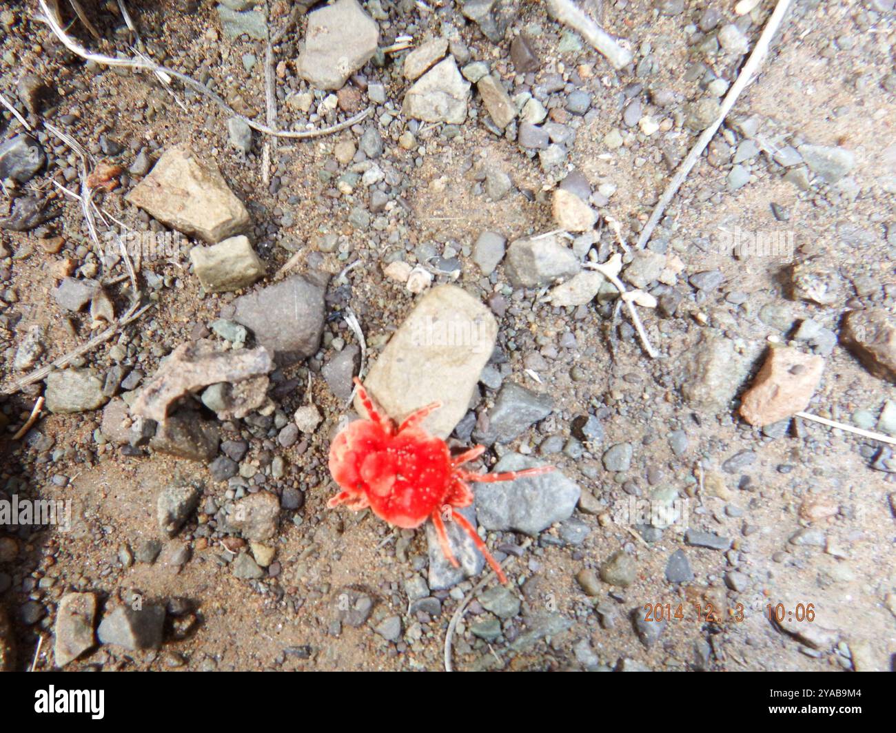 Giant Velvet Mites (Dinothrombium) Arachnida Stock Photo - Alamy