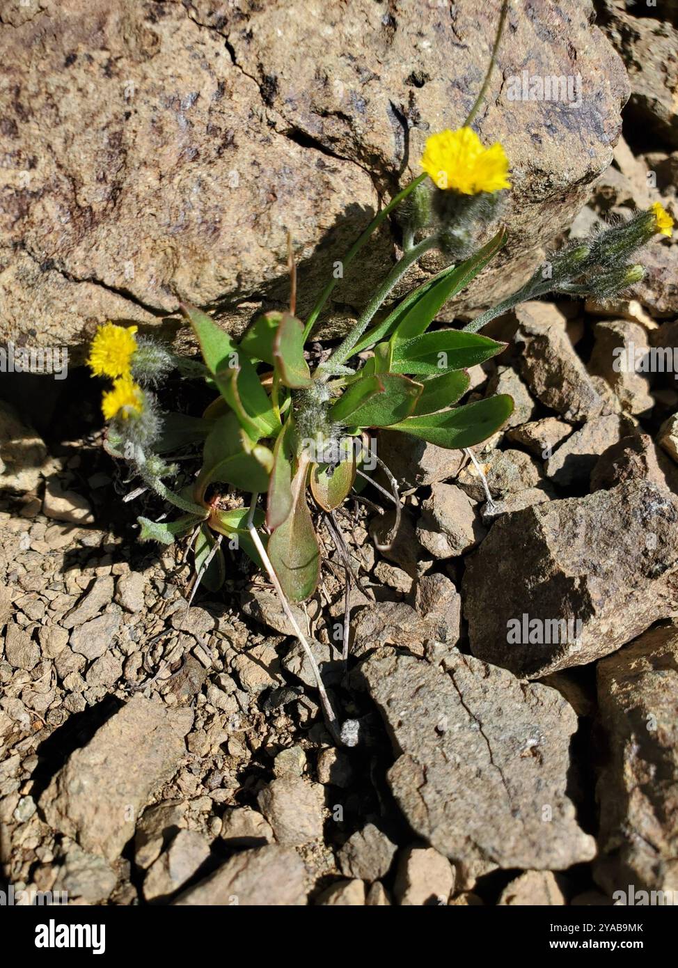 Slender Hawkweed (Hieracium triste) Plantae Stock Photo - Alamy