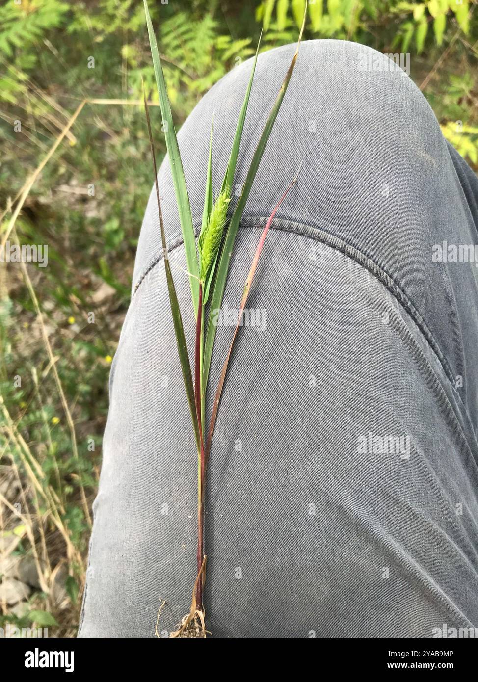 grasses, sedges, cattails, and allies (Poales) Plantae Stock Photo - Alamy