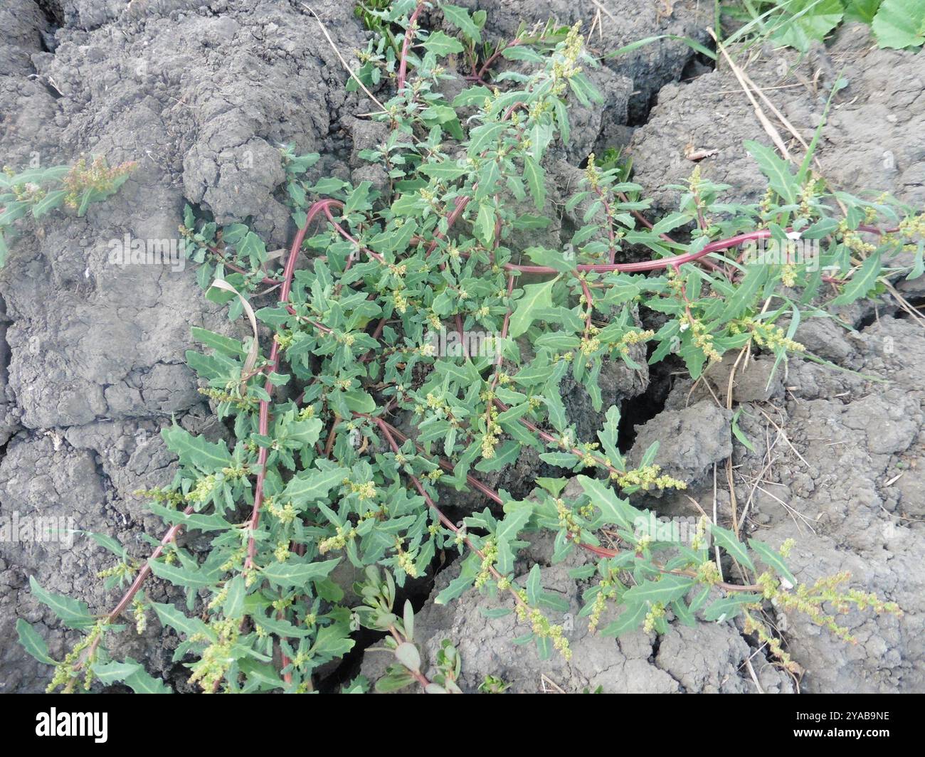 oak-leaved goosefoot (Oxybasis glauca) Plantae Stock Photo - Alamy